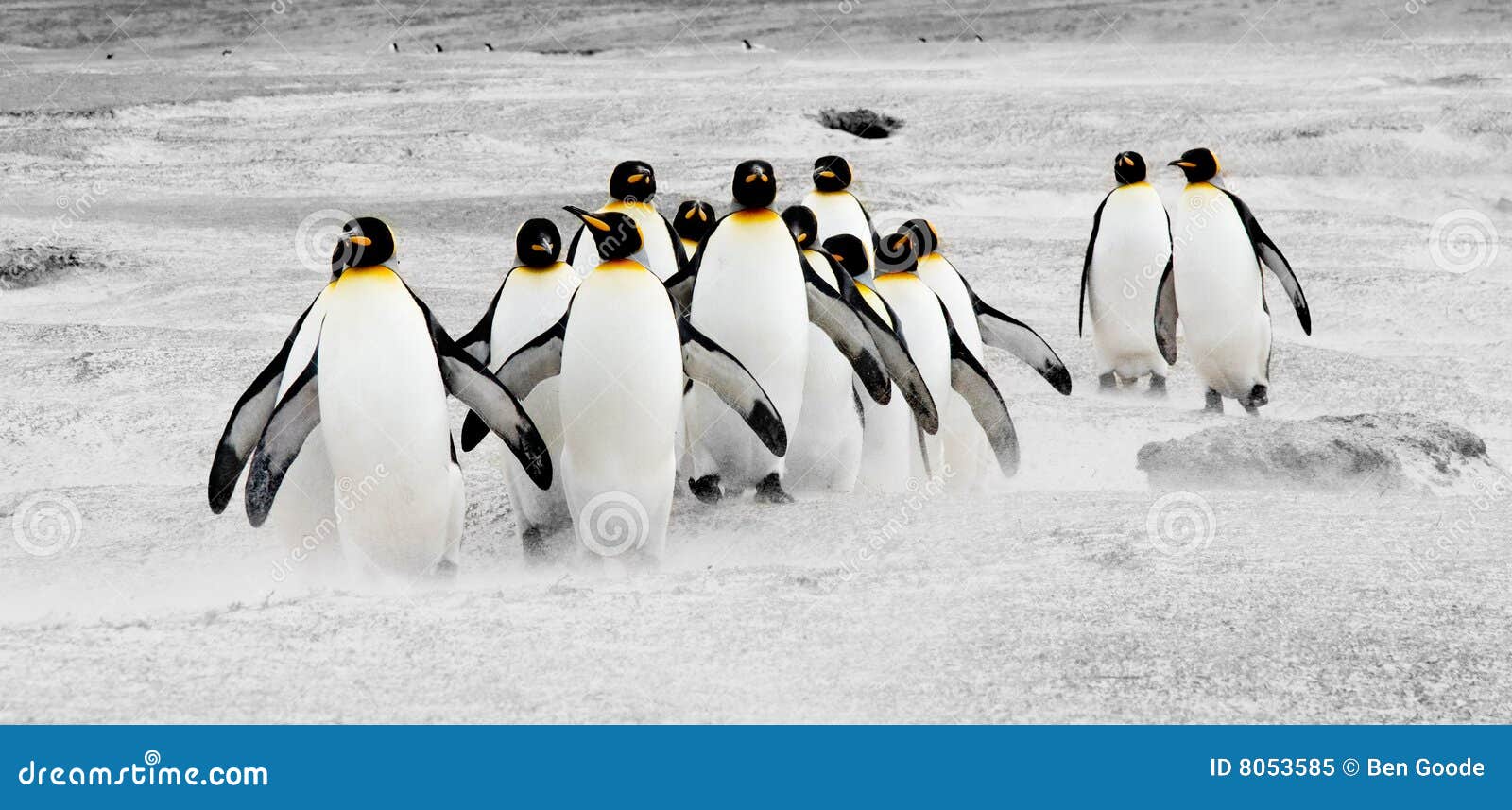 Penguins on the Move stock image. Image of water, nature - 8053585