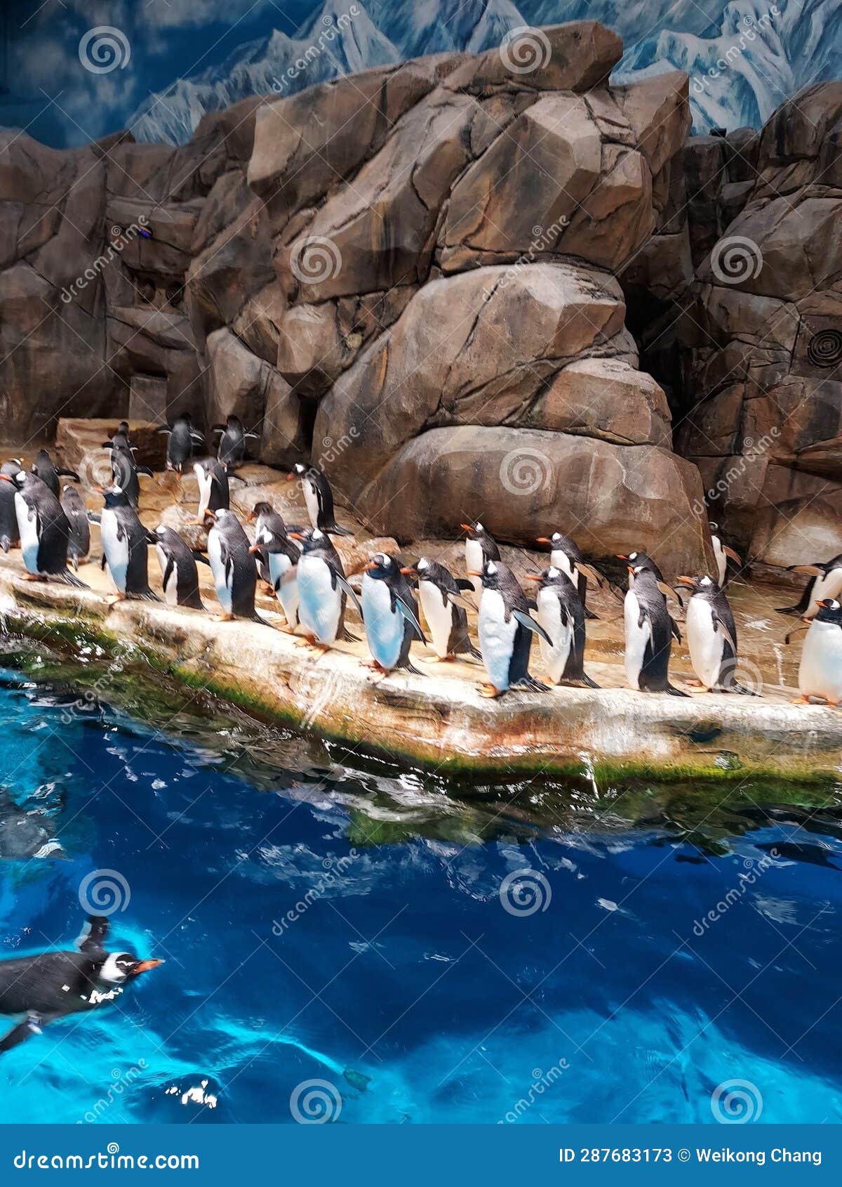 Penguins at Ocean Park Hong Kong on 19 August 2023 Editorial Stock ...
