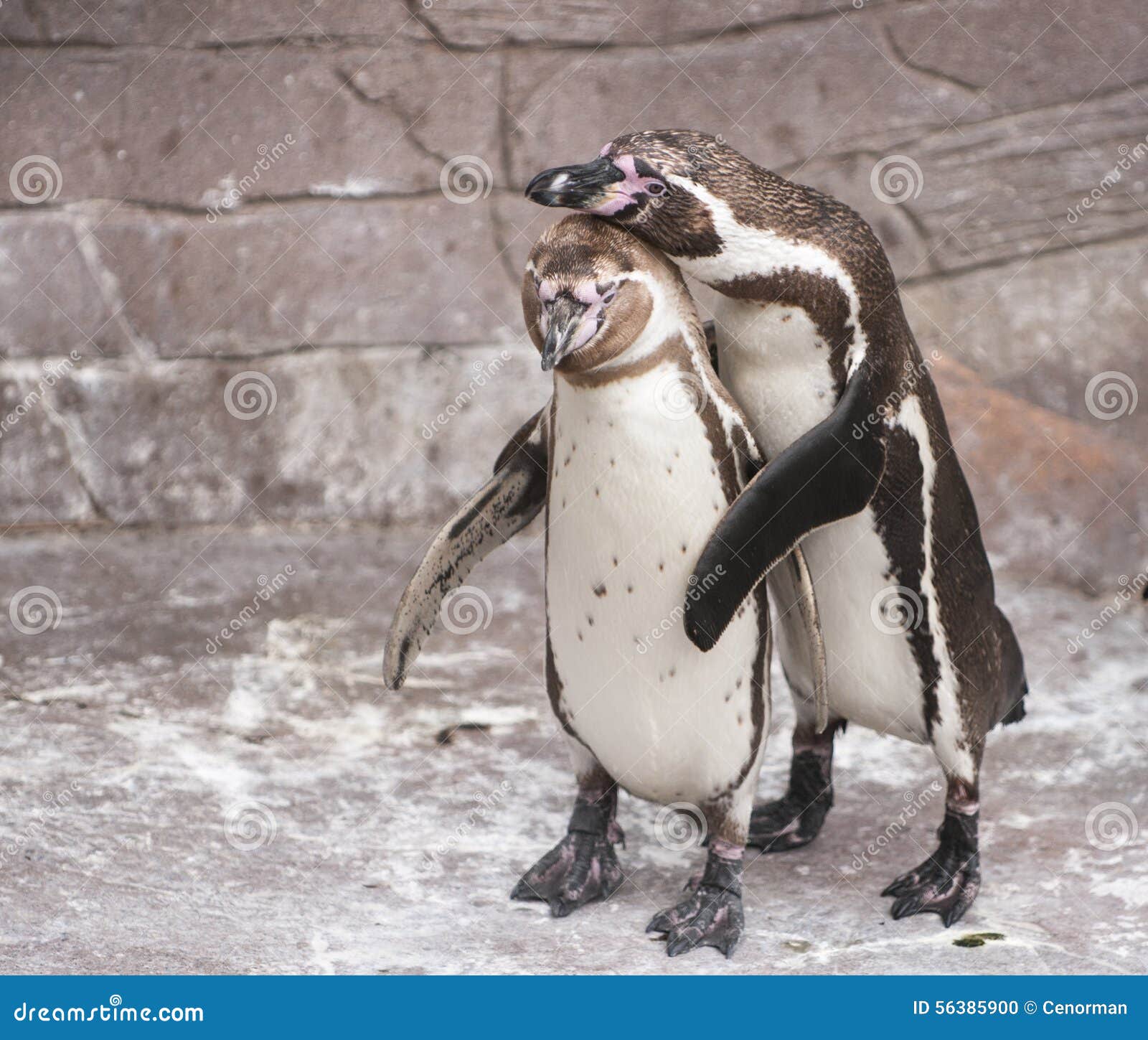 Penguins stock photo. Image of animal, captivity, penguins - 56385900