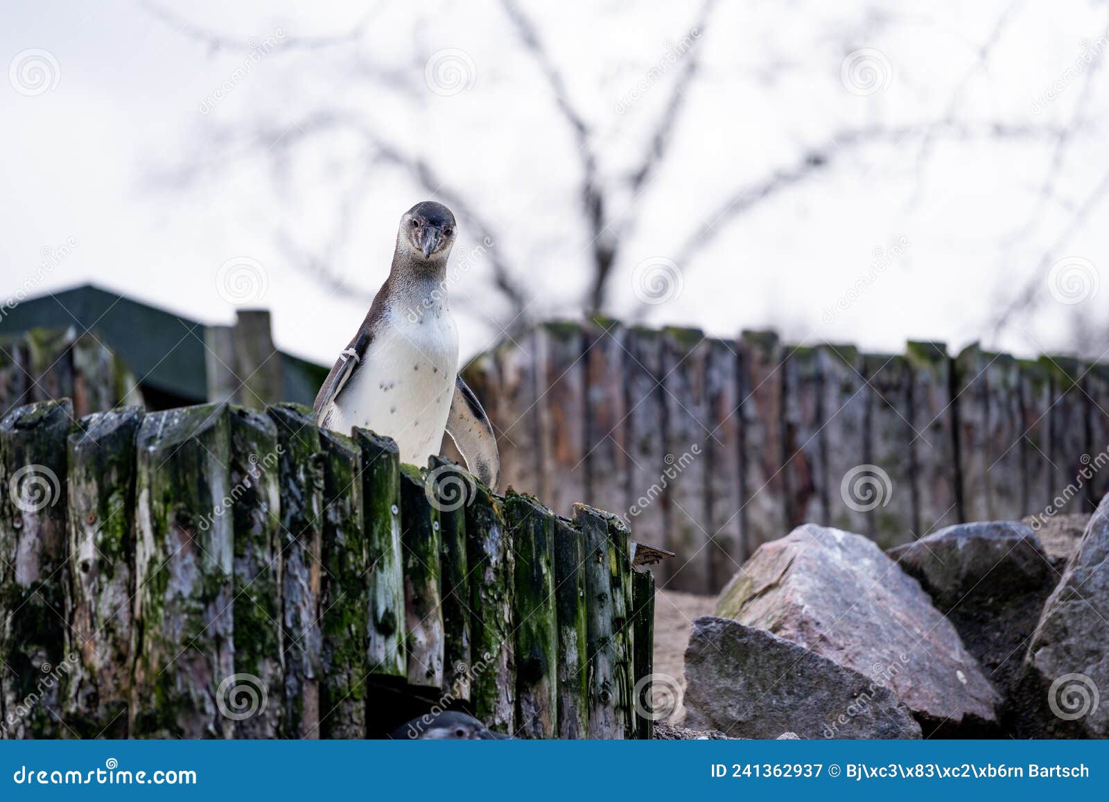 Penguins stock image. Image of outdoors, breeding, islands - 241362937