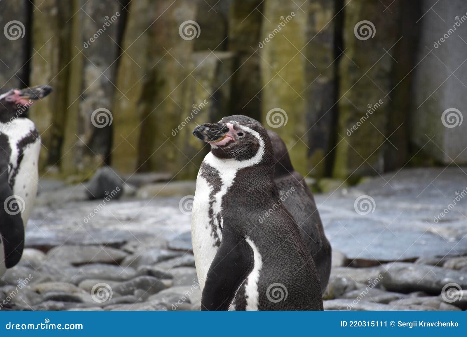 Penguins are Relaxed Under the Spring Sun Stock Image - Image of beak ...