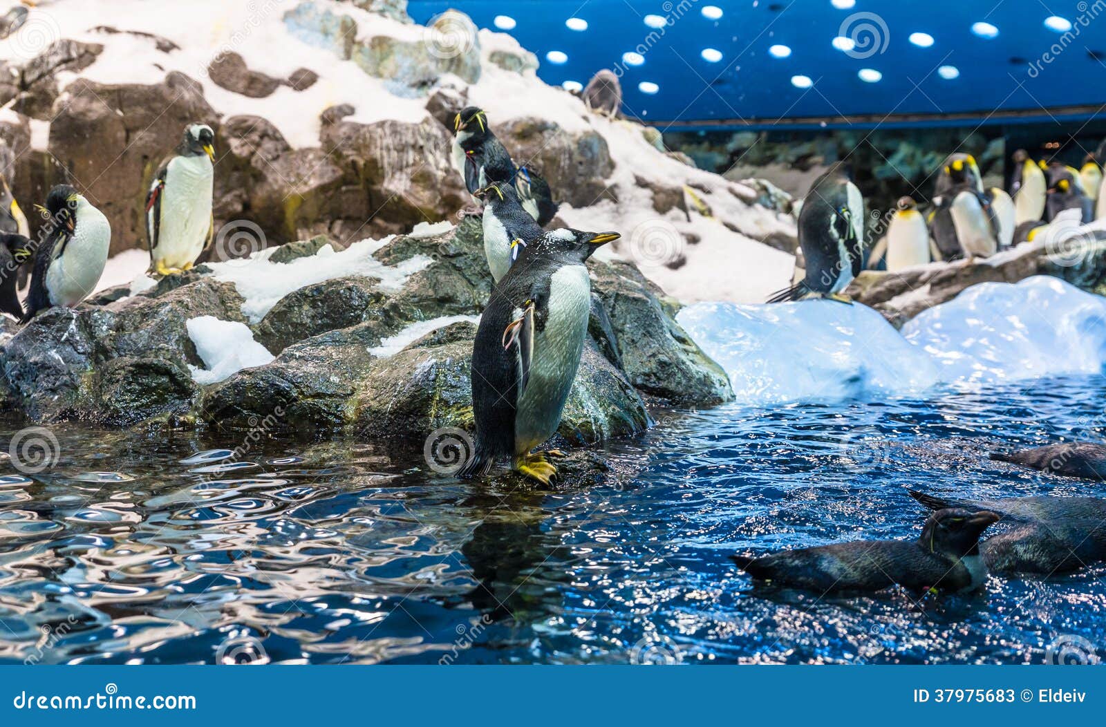 Penguins Playing stock image. Image of snow, rockhopper - 37975683