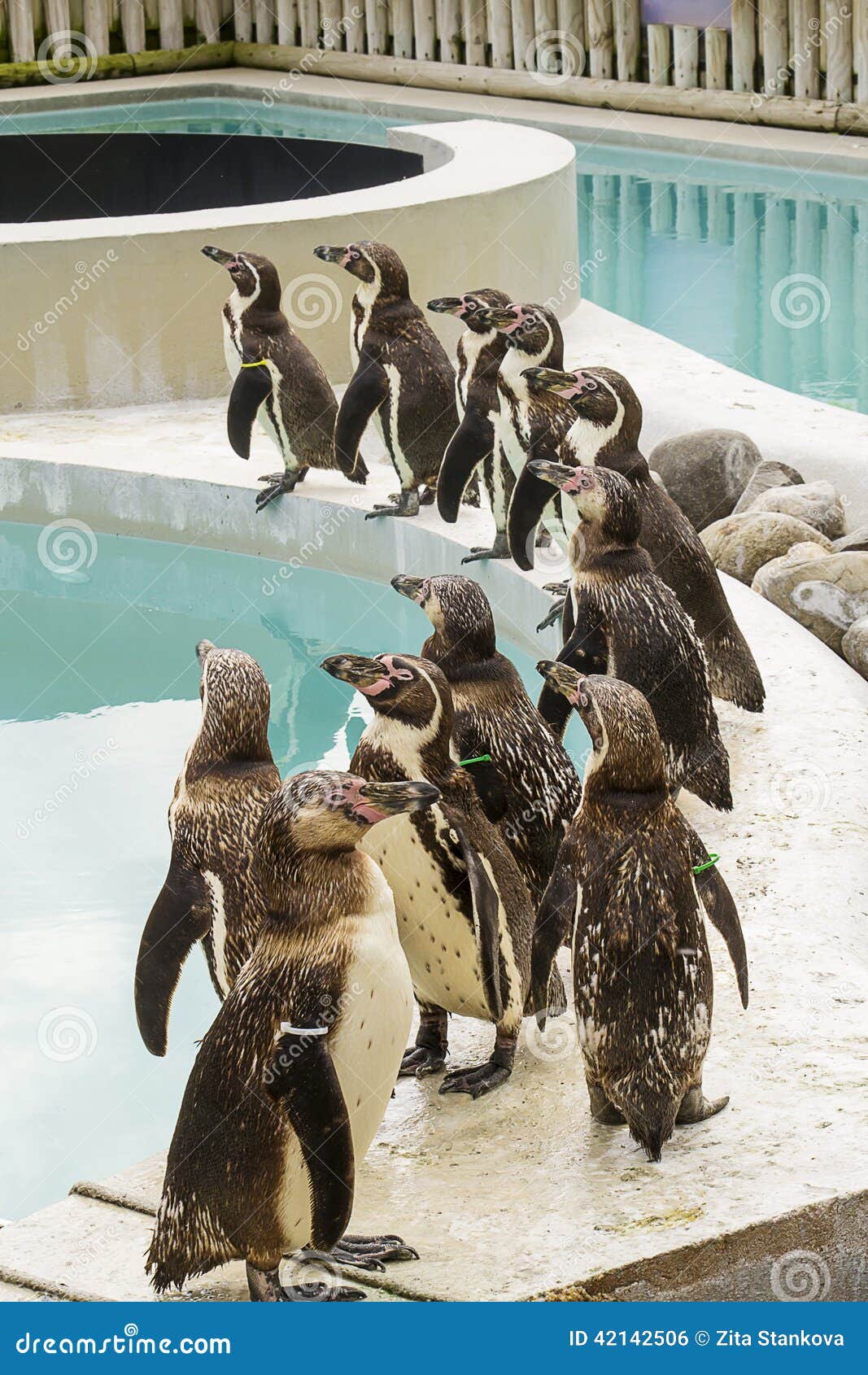 Penguins at a pool stock photo. Image of pool, penguins - 42142506