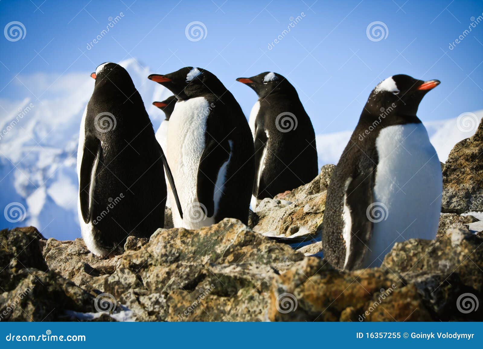 Penguins on rock stock image. Image of purity, pair, gentoo - 16357255