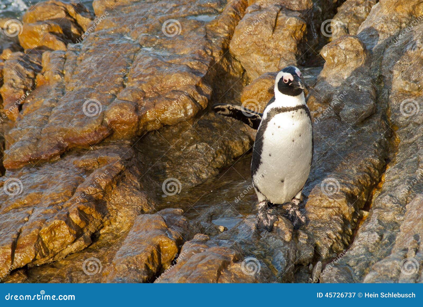 Penguins on a rocky beach stock image. Image of beach - 45726737