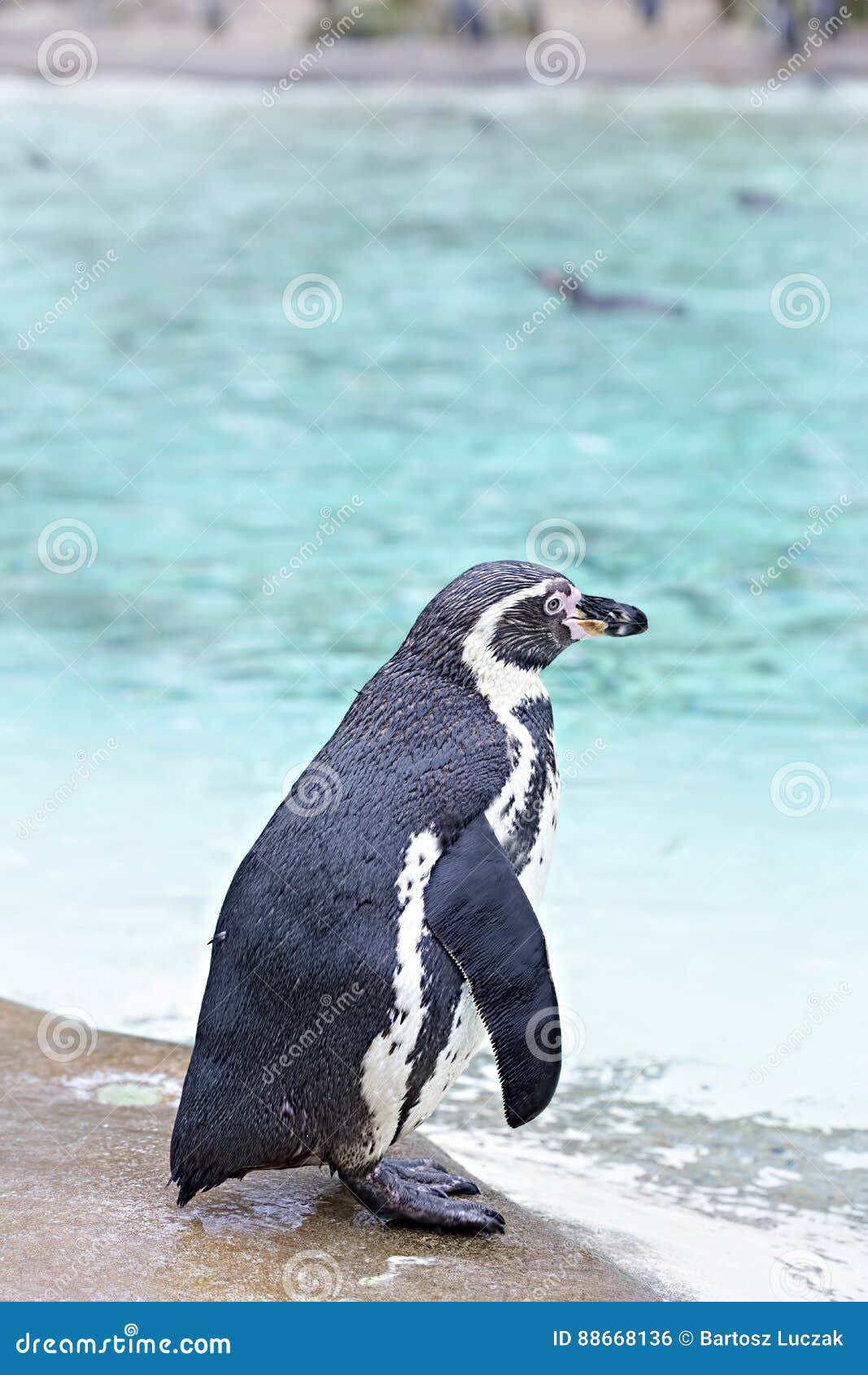 Penguins by the sea stock photo. Image of park, animal - 88668136