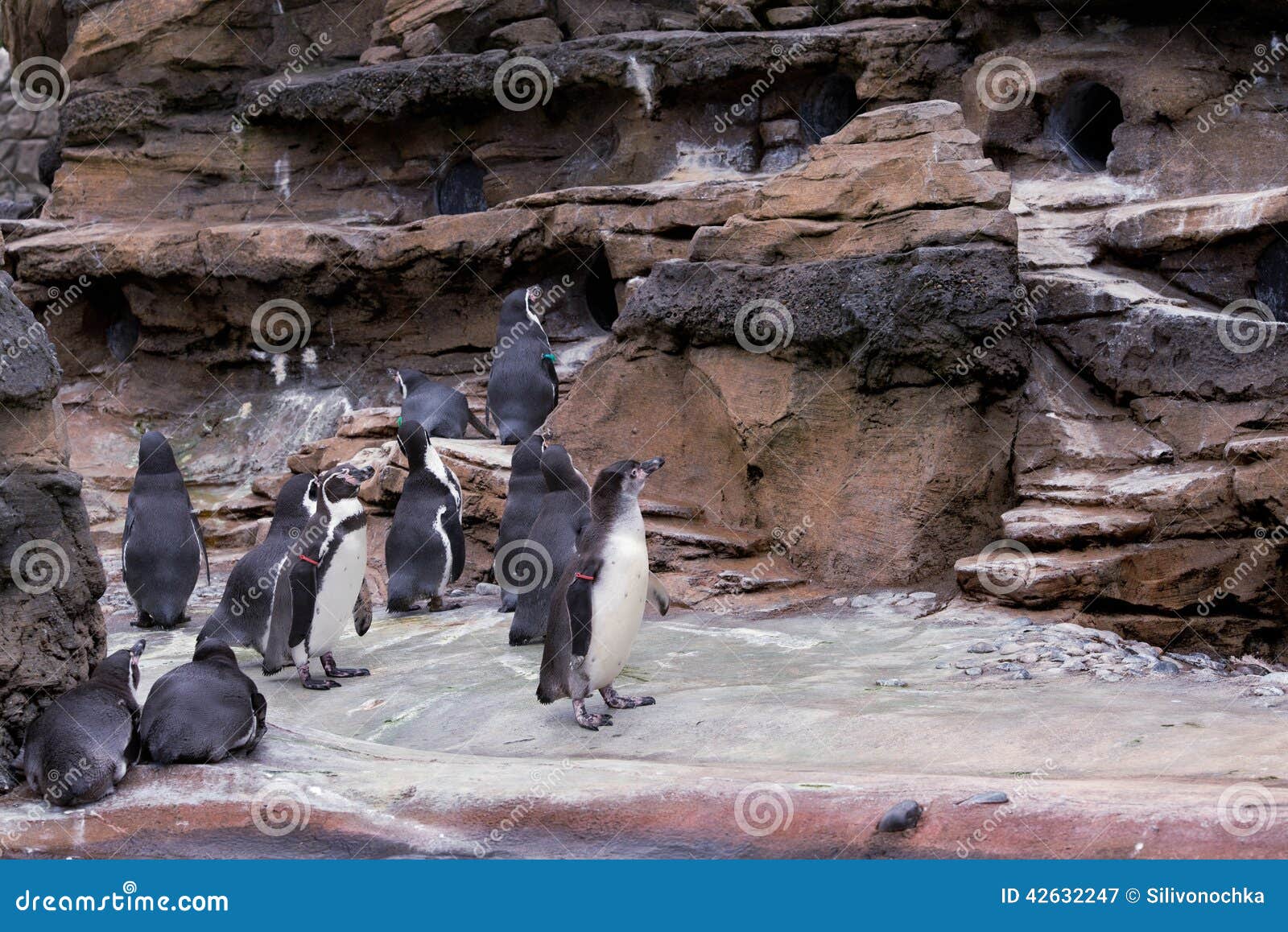 Penguins in Seattle zoo stock image. Image of colony - 42632247