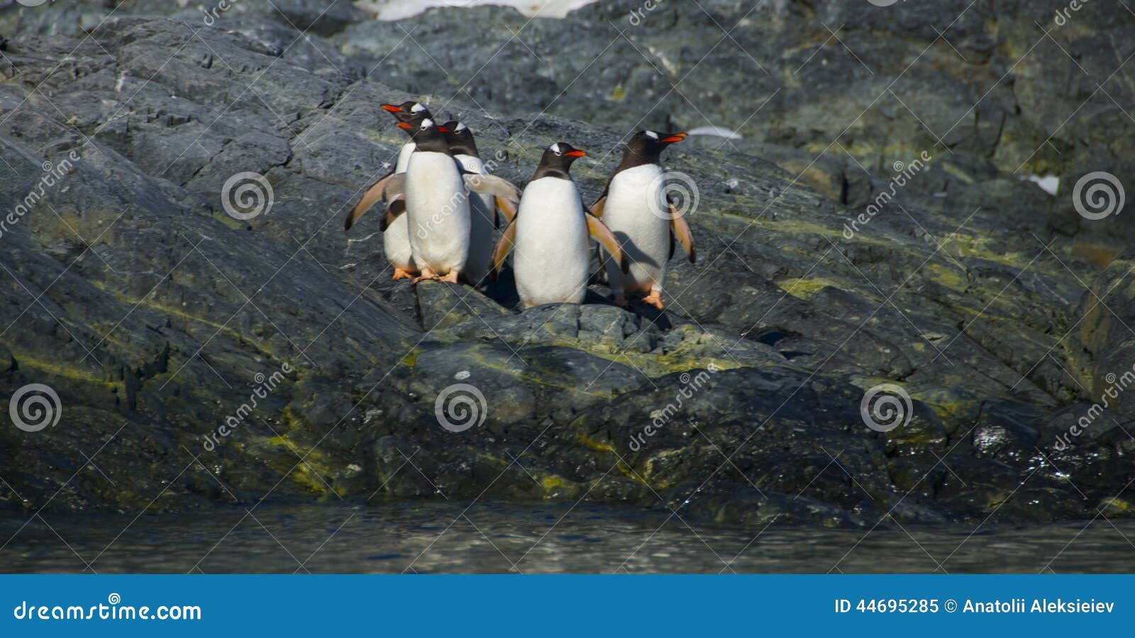 Penguins on shore stock image. Image of deep, nice, kayaking - 44695285