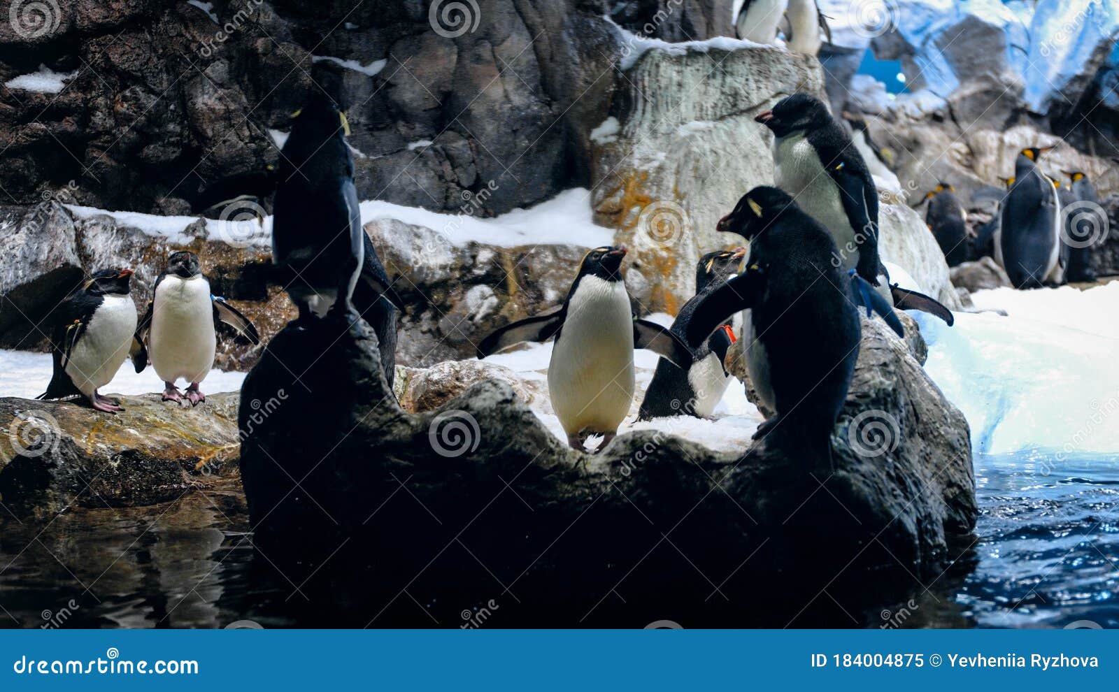 Penguins Sitting on the Cliff in Zoo Stock Image - Image of head ...