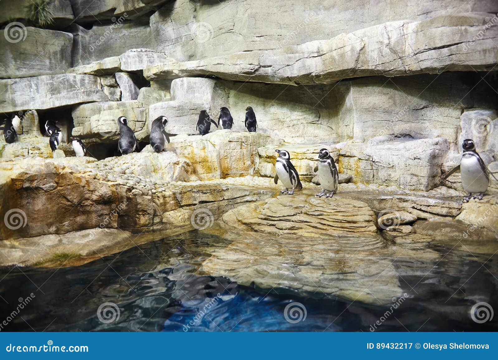 Waddle Pool At A Luxury Beach Resort Stock Photo | CartoonDealer.com ...