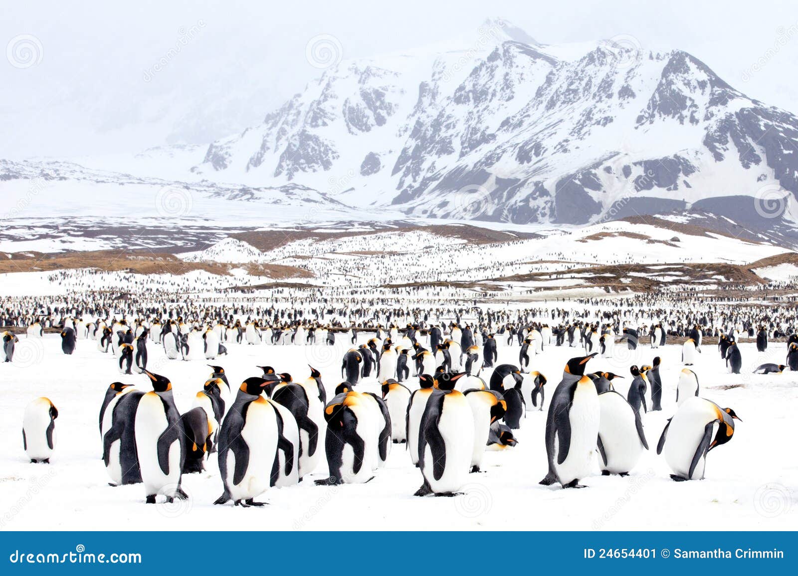 Penguins on snow stock image. Image of frozen, mountains - 24654401