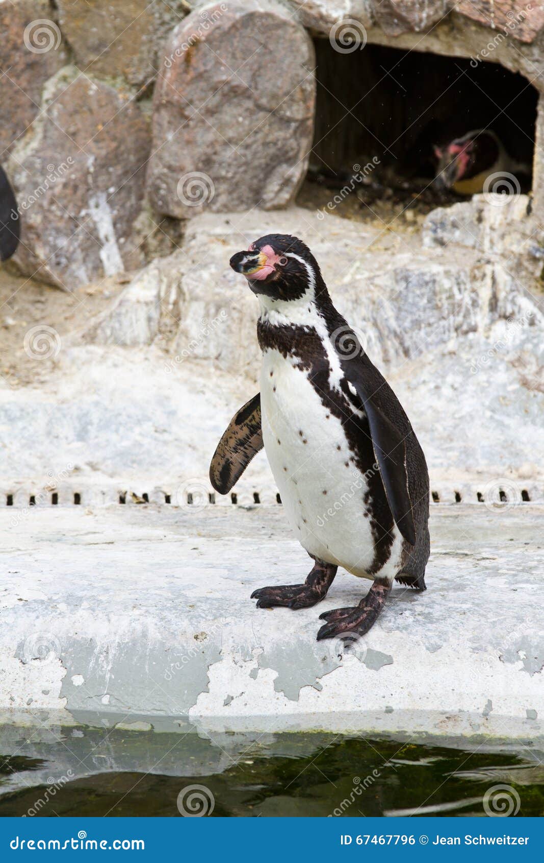 Penguins ,Sphenisciformes stock photo. Image of garden - 67467796