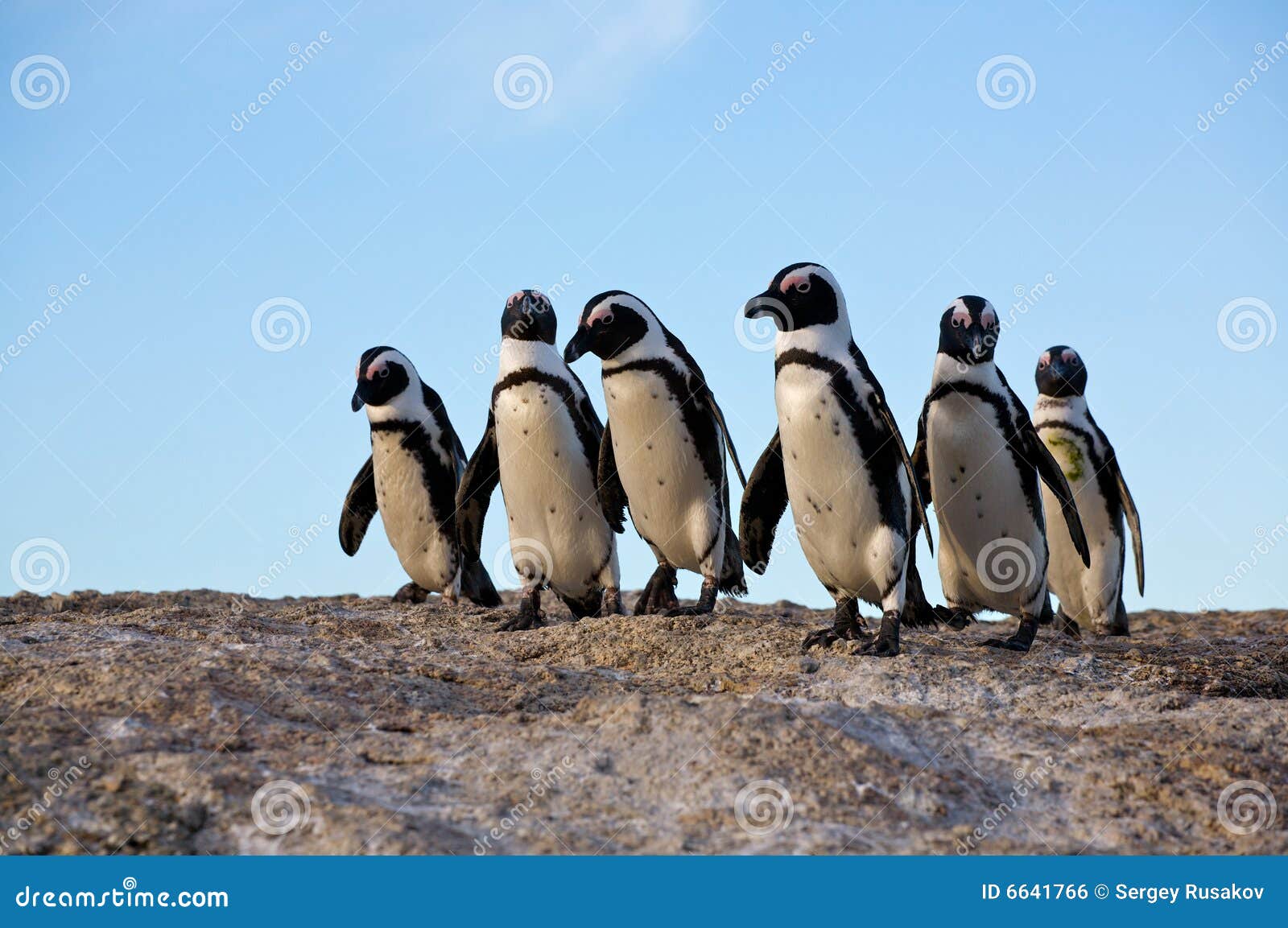 Penguins standing on rock stock photo. Image of birds - 6641766