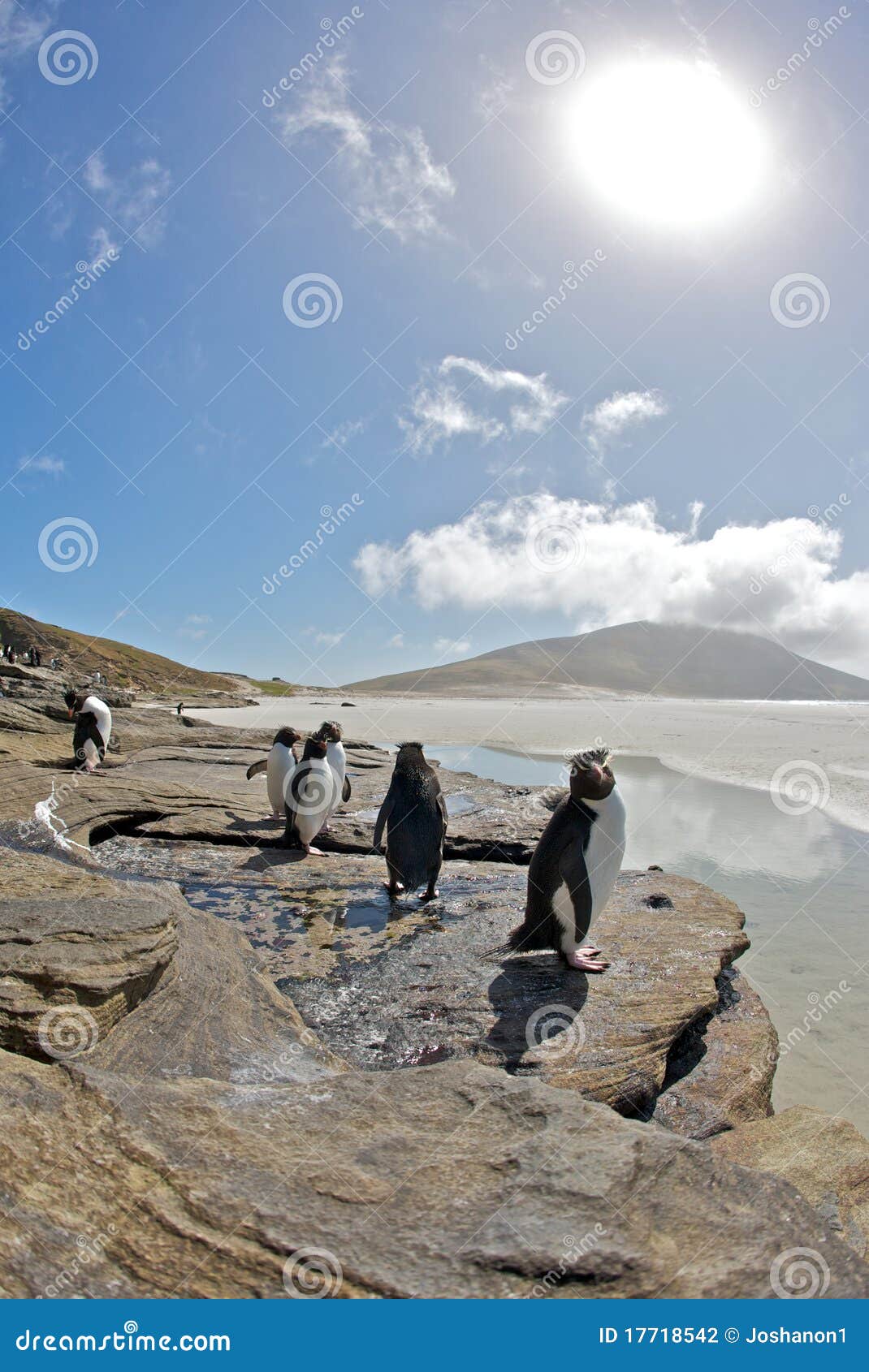 Penguins Sunning on a Rock Outcrop Stock Photo - Image of ocean, shore ...