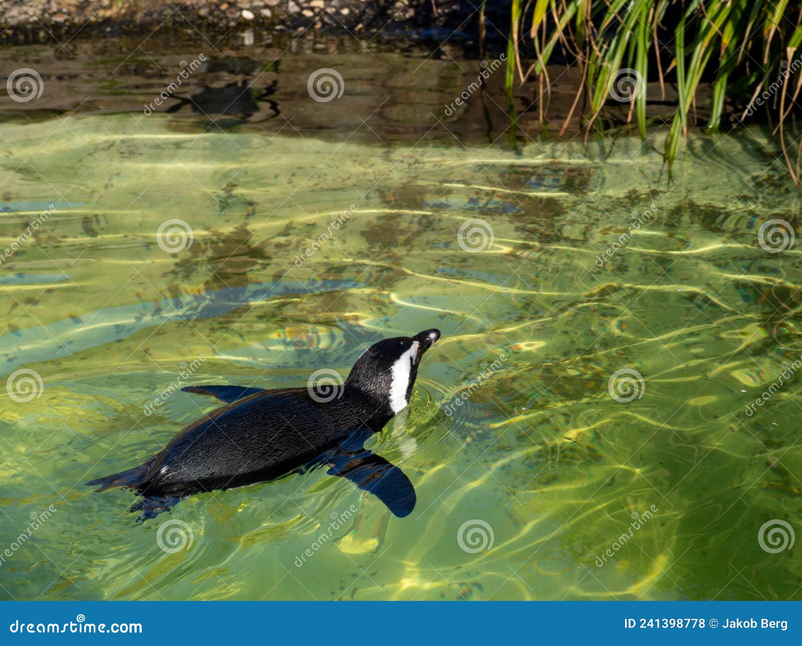 Penguins Swim in the Water. Stock Photo - Image of colony, wildlife ...