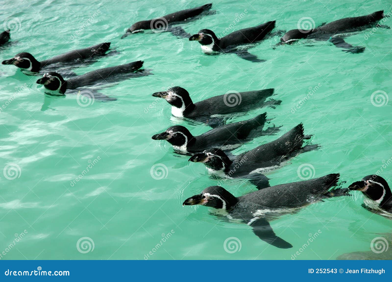Penguins Swimming stock image. Image of white, green, gulls - 252543
