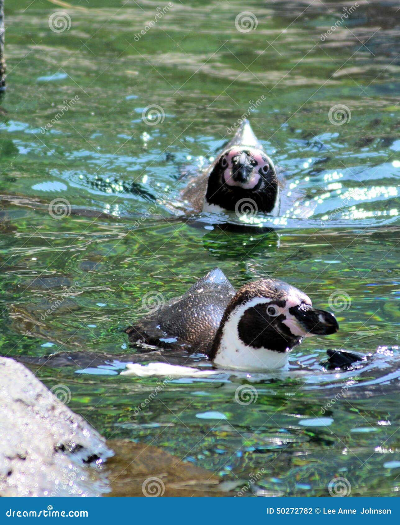 Penguins Swimming in a Pool Stock Photo - Image of habitat, beak: 50272782