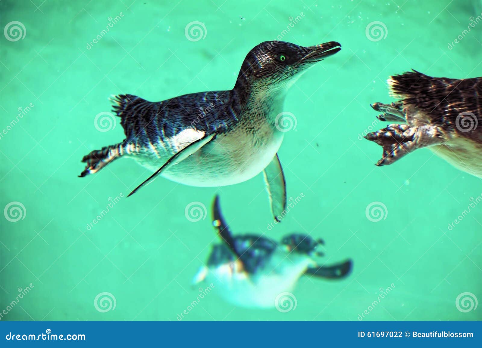 Penguins stock photo. Image of black, blue, animal, catching - 61697022