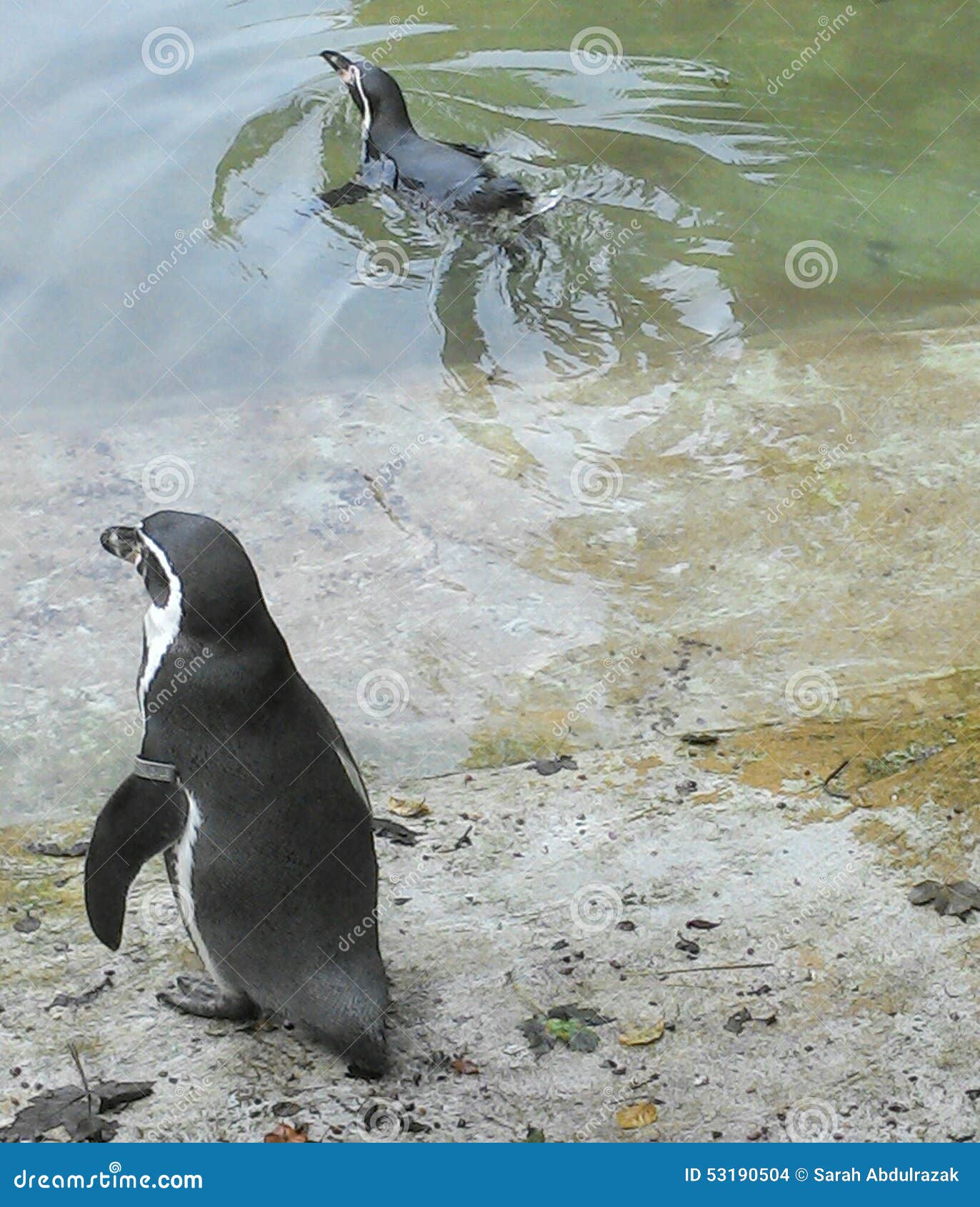 Penguins swimming stock photo. Image of swimming, animals - 53190504