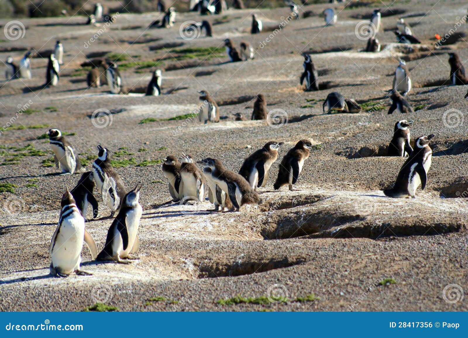 Penguins and their nests stock photo. Image of cute, live - 28417356