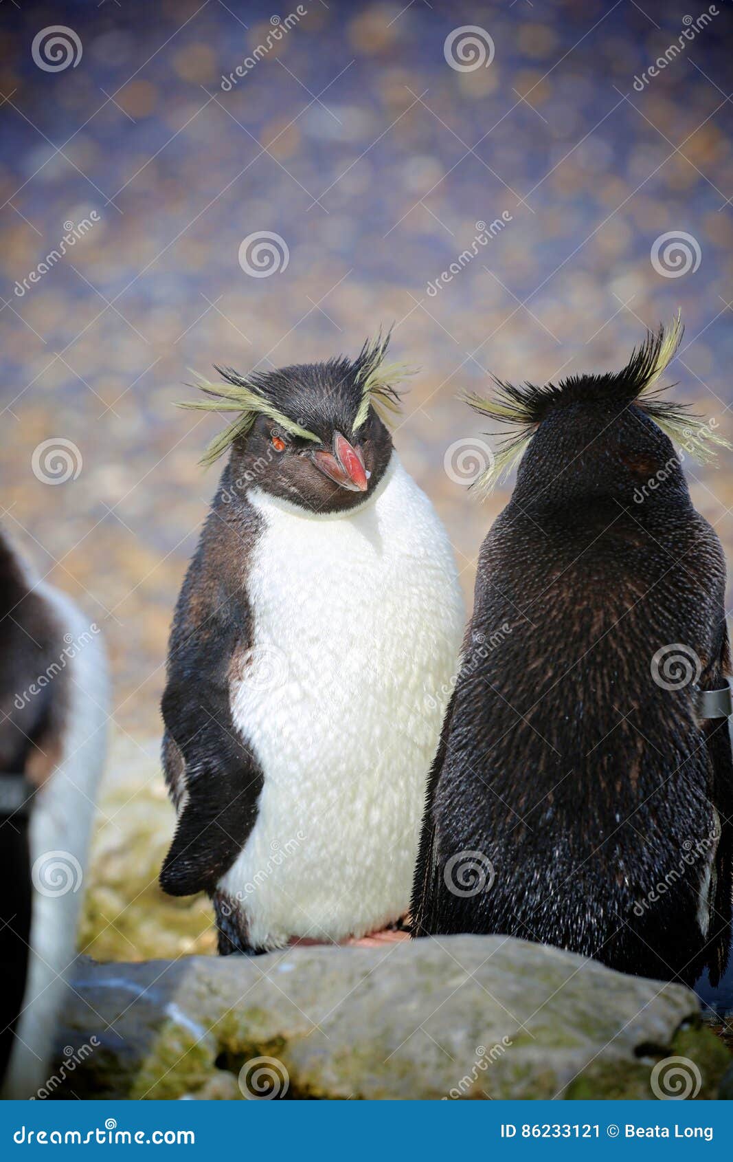 Penguins stock image. Image of friends, penguins, birds - 86233121