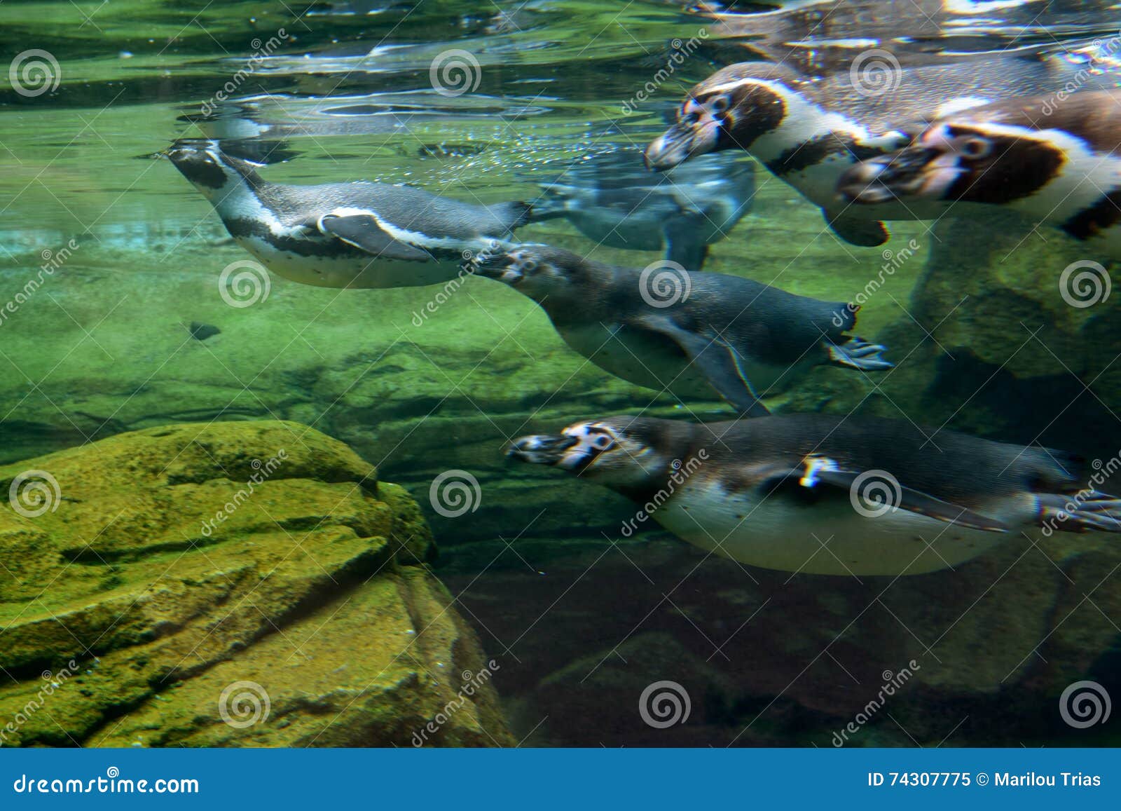 Penguins Underwater stock image. Image of raft, flightless - 74307775