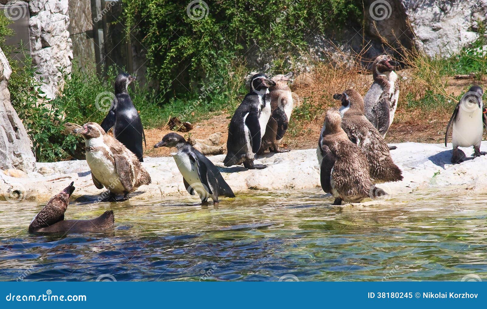 Penguins. Vienna Zoo stock image. Image of vienna, beak - 38180245