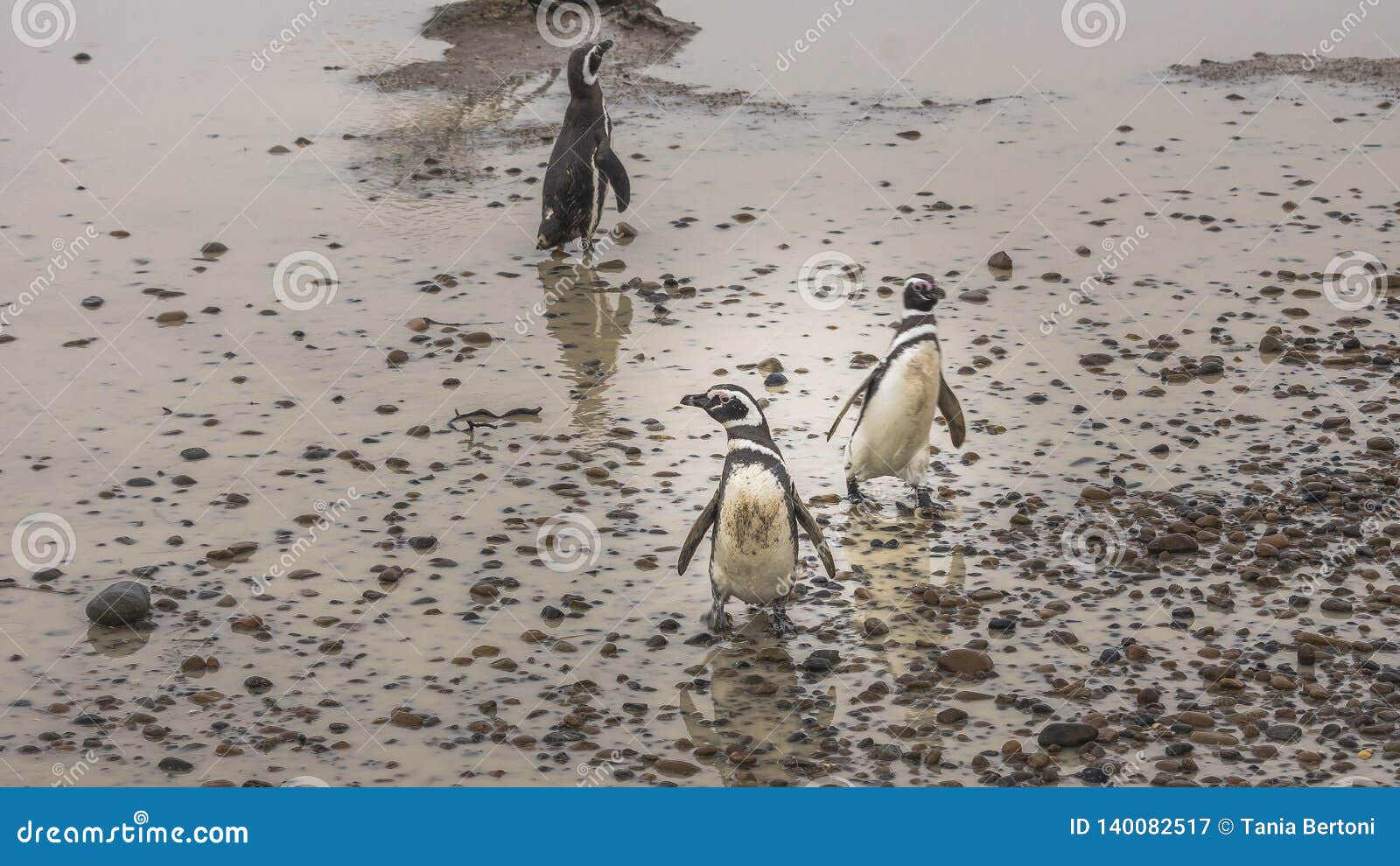 Penguins Walk through the Mud and Rocks Stock Image - Image of ...