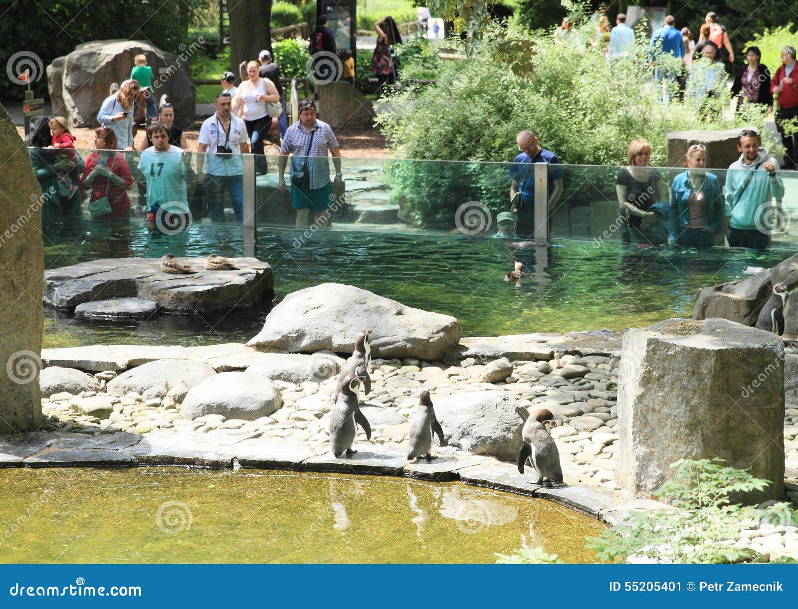 Penguins watching people editorial photo. Image of stone - 55205401