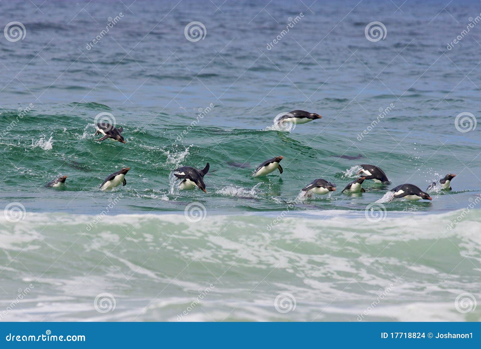 Penguins in Water stock photo. Image of gentoo, islands - 17718824