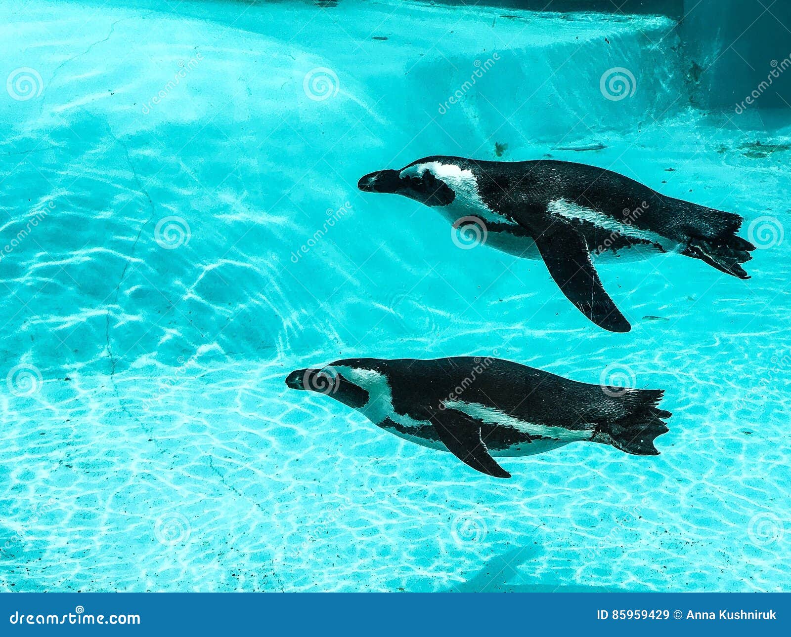 Penguins in water stock image. Image of animals, blue - 85959429