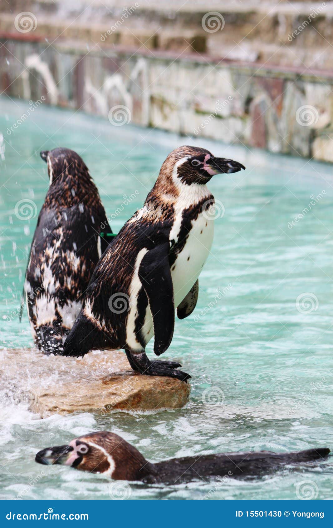Penguins Zoo stock photo. Image of penguins, isle, animal - 15501430
