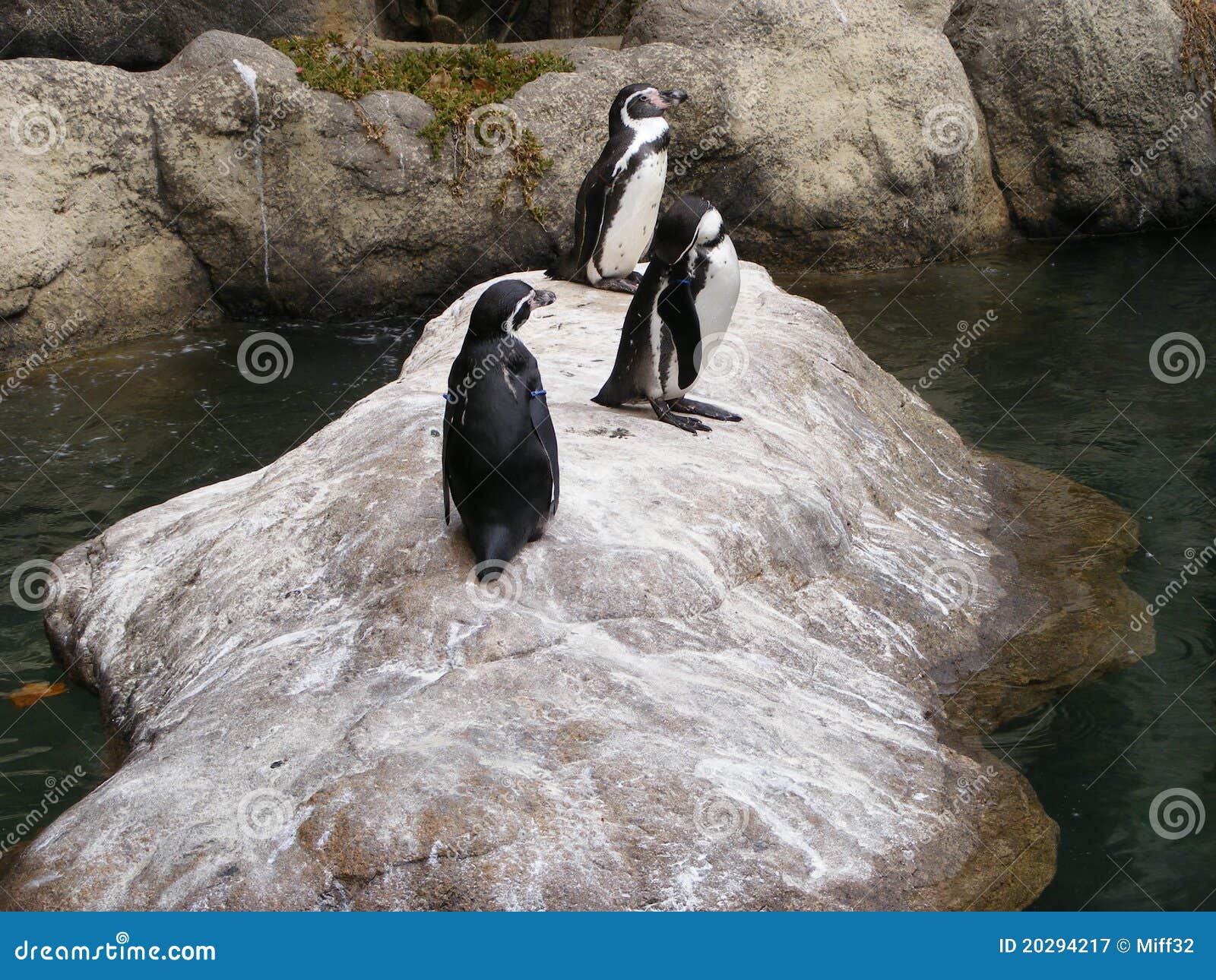 Penguins at the zoo stock image. Image of rock, beautiful - 20294217