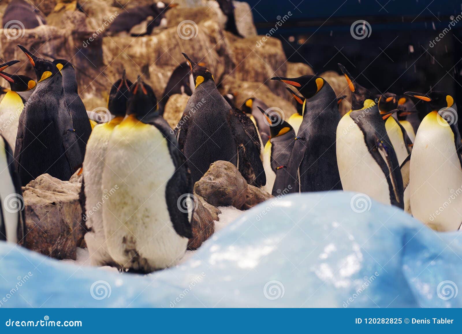 Penguins in zoo. stock image. Image of antarctic, nature - 120282825
