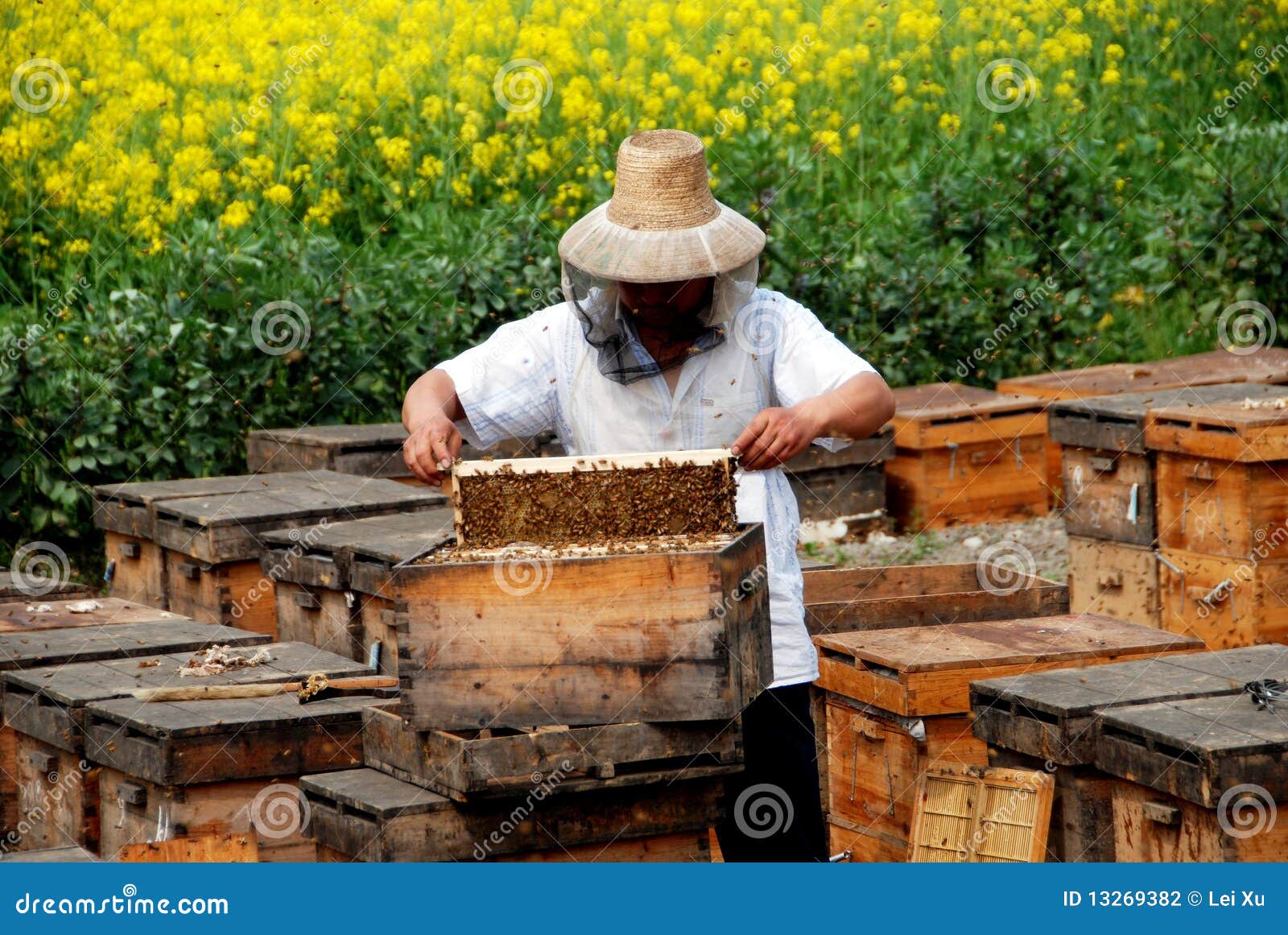 Pengzhou, China: Beekeeper at Work Editorial Photography - Image of ...