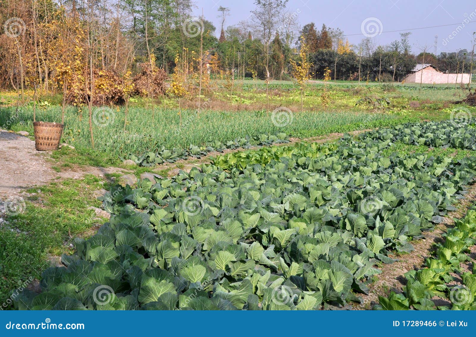 Pengzhou, China: Cabbage and Garlic on Farm Stock Photo - Image of ...
