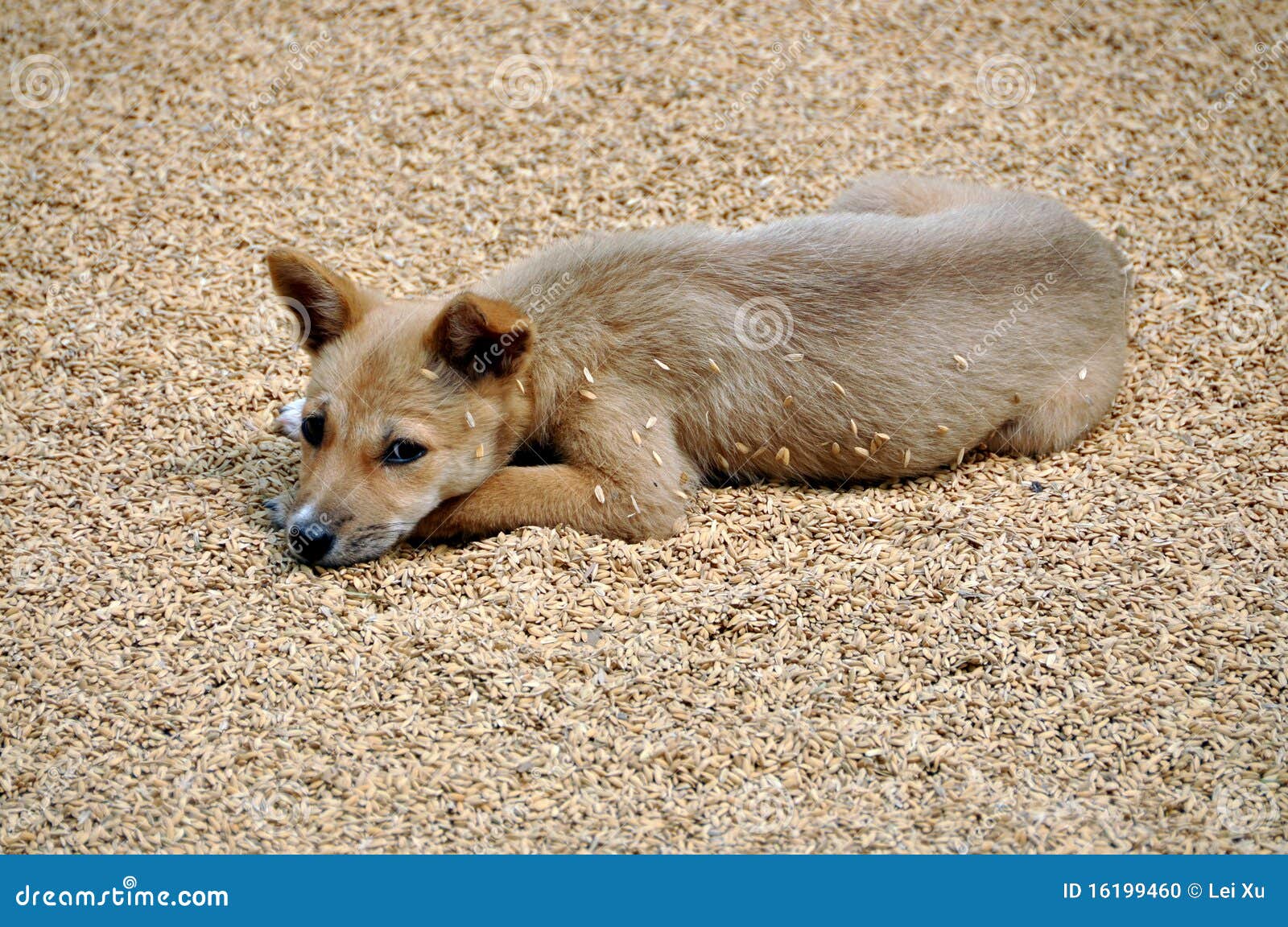 Pengzhou, China: Dog Lying on Drying Rice Stock Photo - Image of puppy ...