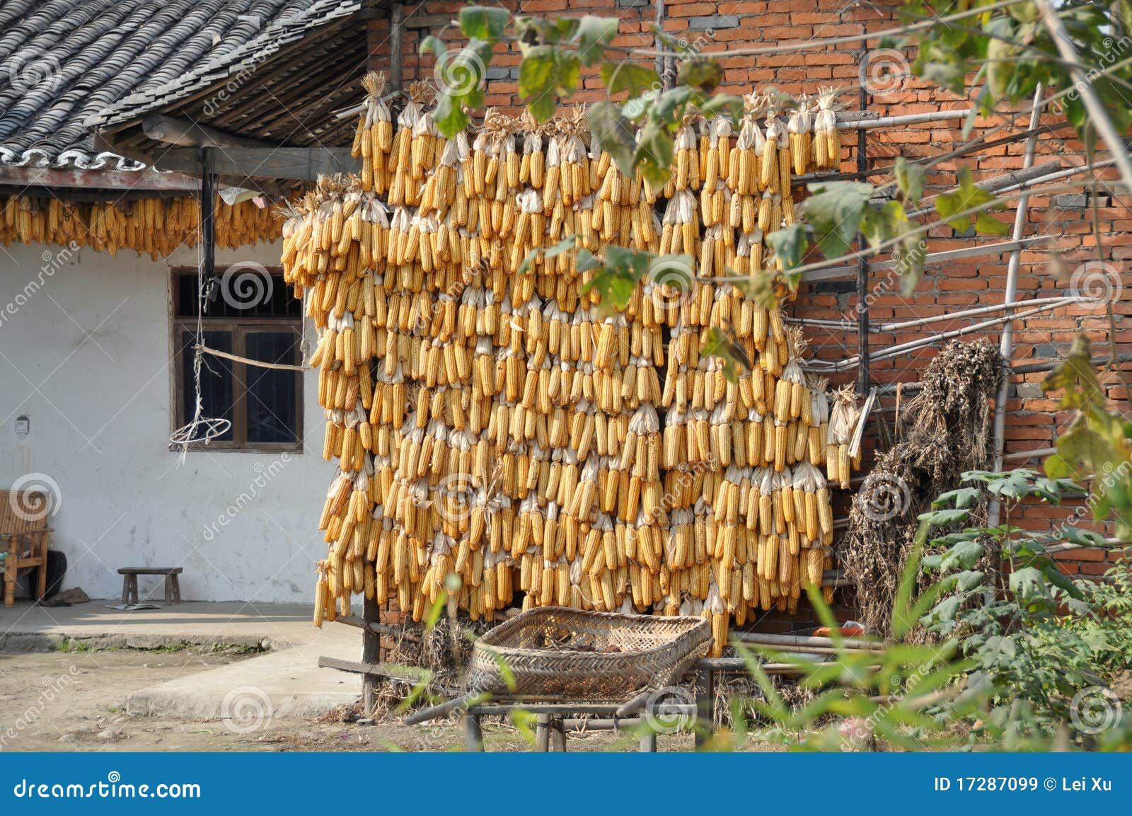 Pengzhou, China: Drying Corn on Bamboo Poles Stock Image - Image of ...