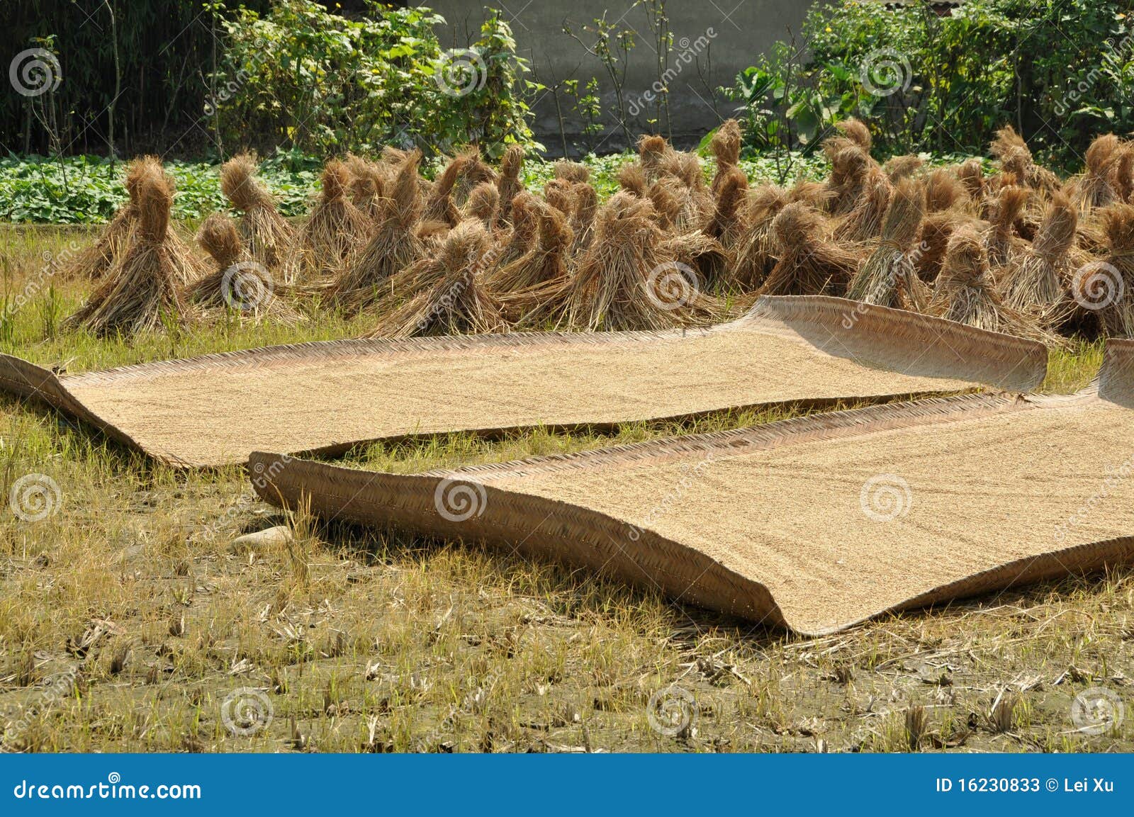 Pengzhou, China: Drying Rice Grains Stock Image - Image of stalks ...