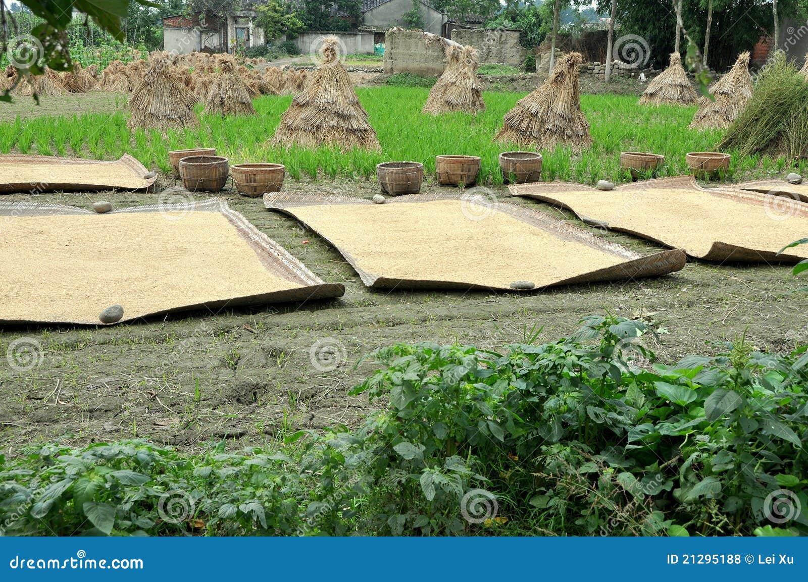 Pengzhou, China: Drying Rice Grains Stock Photo - Image of straw ...