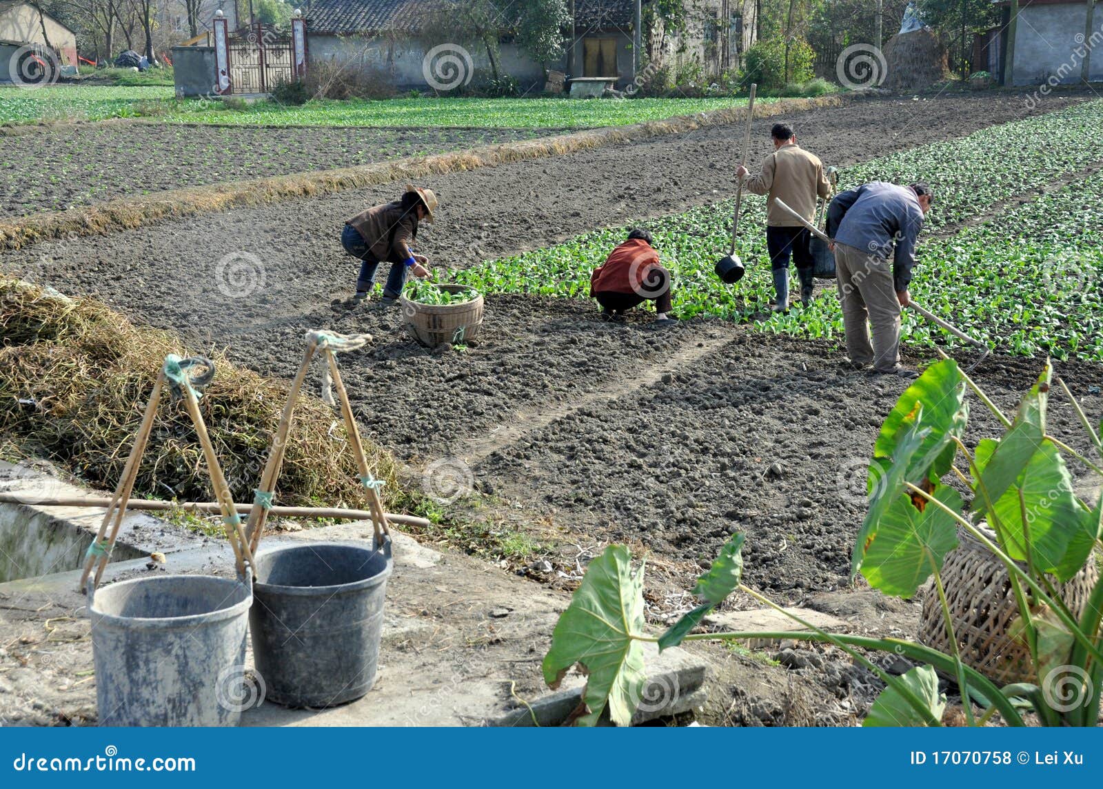 Pengzhou, China: Family Working in Field Editorial Stock Photo - Image ...
