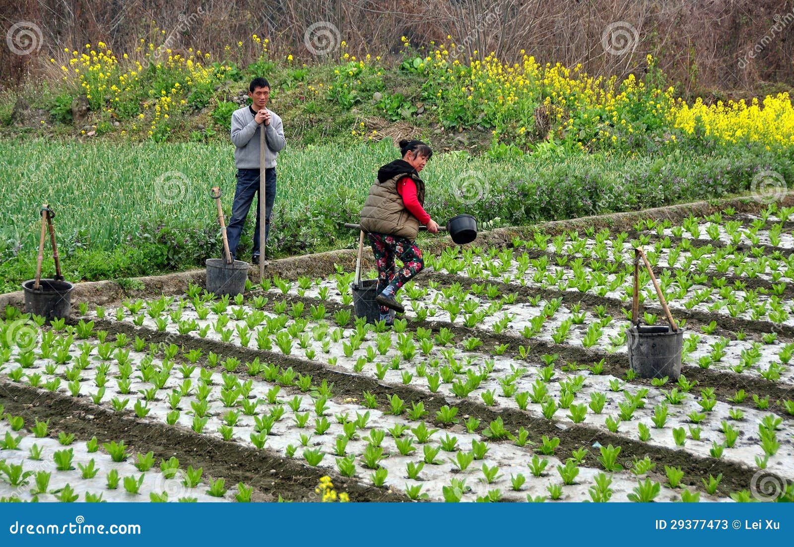 Pengzhou, China: Farm Couple Working in Field Editorial Stock Photo ...