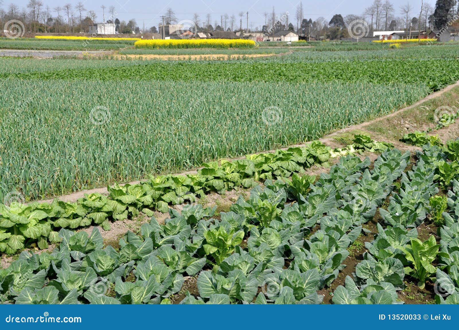 Pengzhou, China: Farm Fields of Produce Stock Image - Image of rapeseed ...