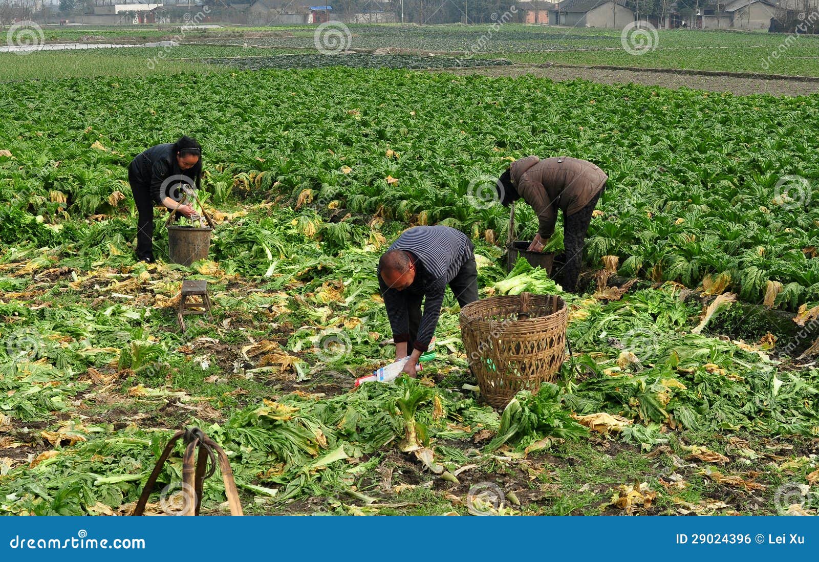 Pengzhou, China: Farm Workers in Field Editorial Photo - Image of ...