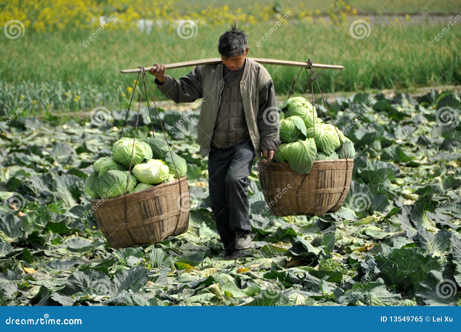Pengzhou, China: Farmer Carrying Cabbages Editorial Image - Image of ...