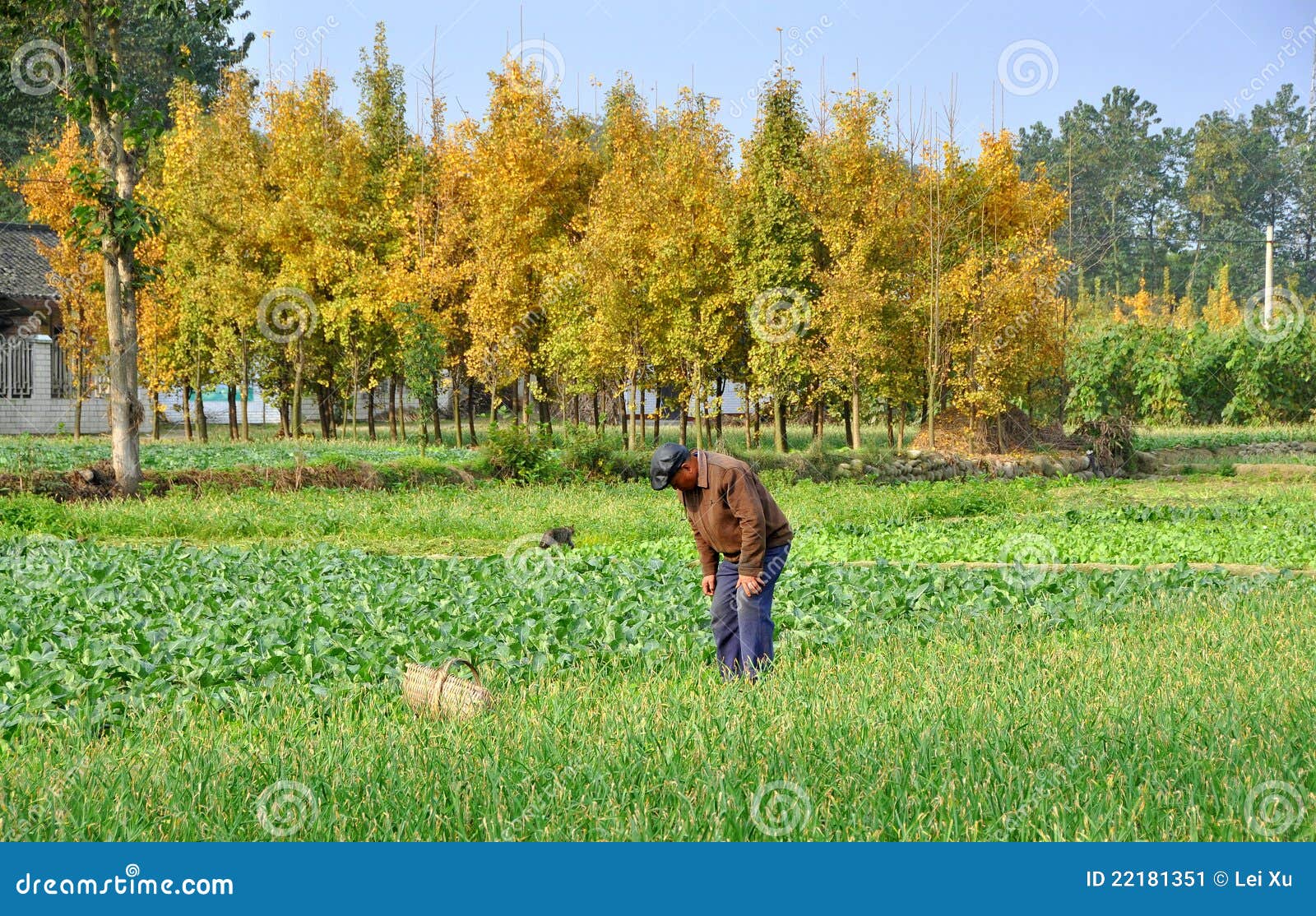Pengzhou, China: Farmer in Field Editorial Photo - Image of farm ...