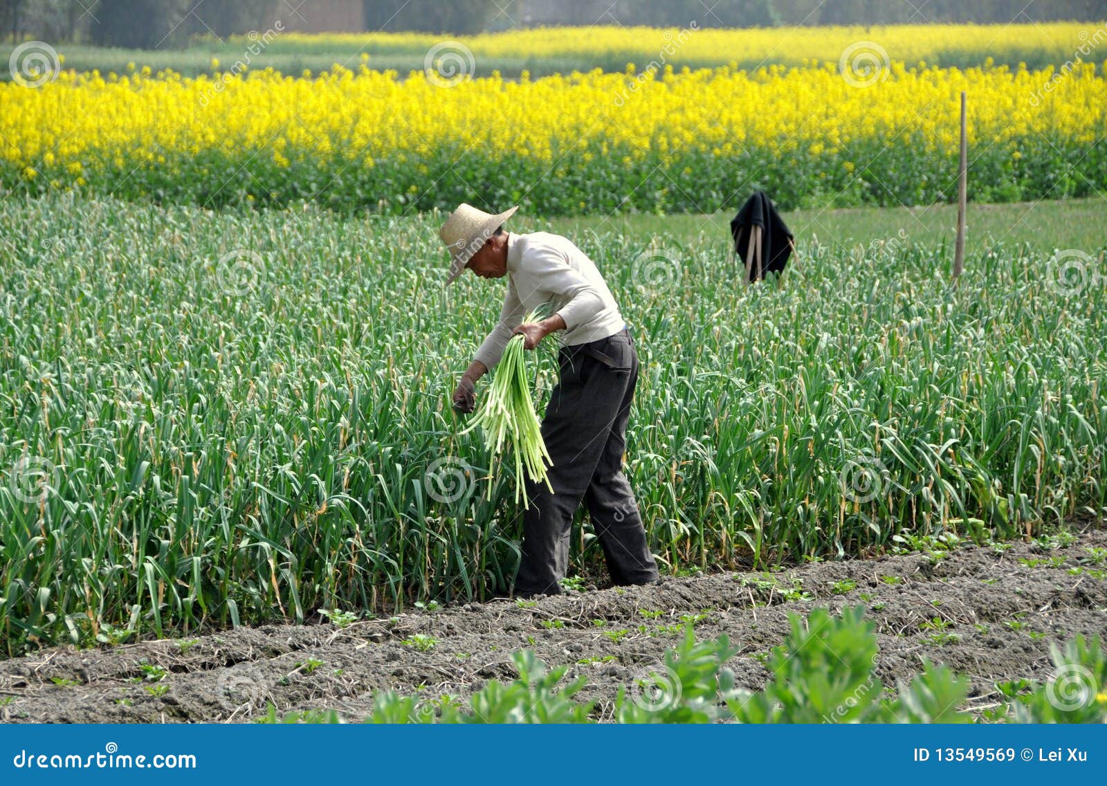 Pengzhou, China: Farmer Harvesting Garlic Editorial Stock Image - Image ...