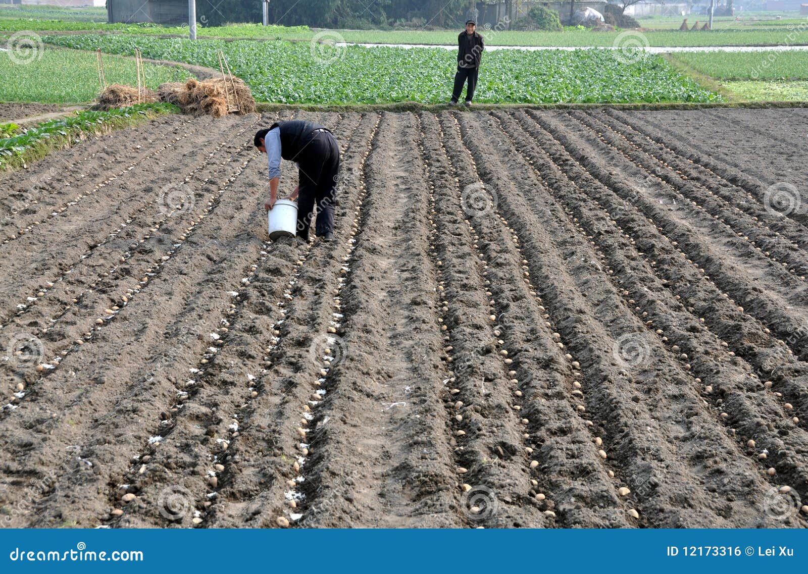 Planting Of Potatoes. Soil Preparation, Mound Confection. Sowing With A ...