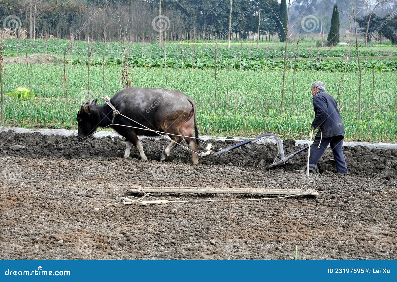 Pengzhou, China: Farmer Plowing Field Editorial Image - Image of pulled ...