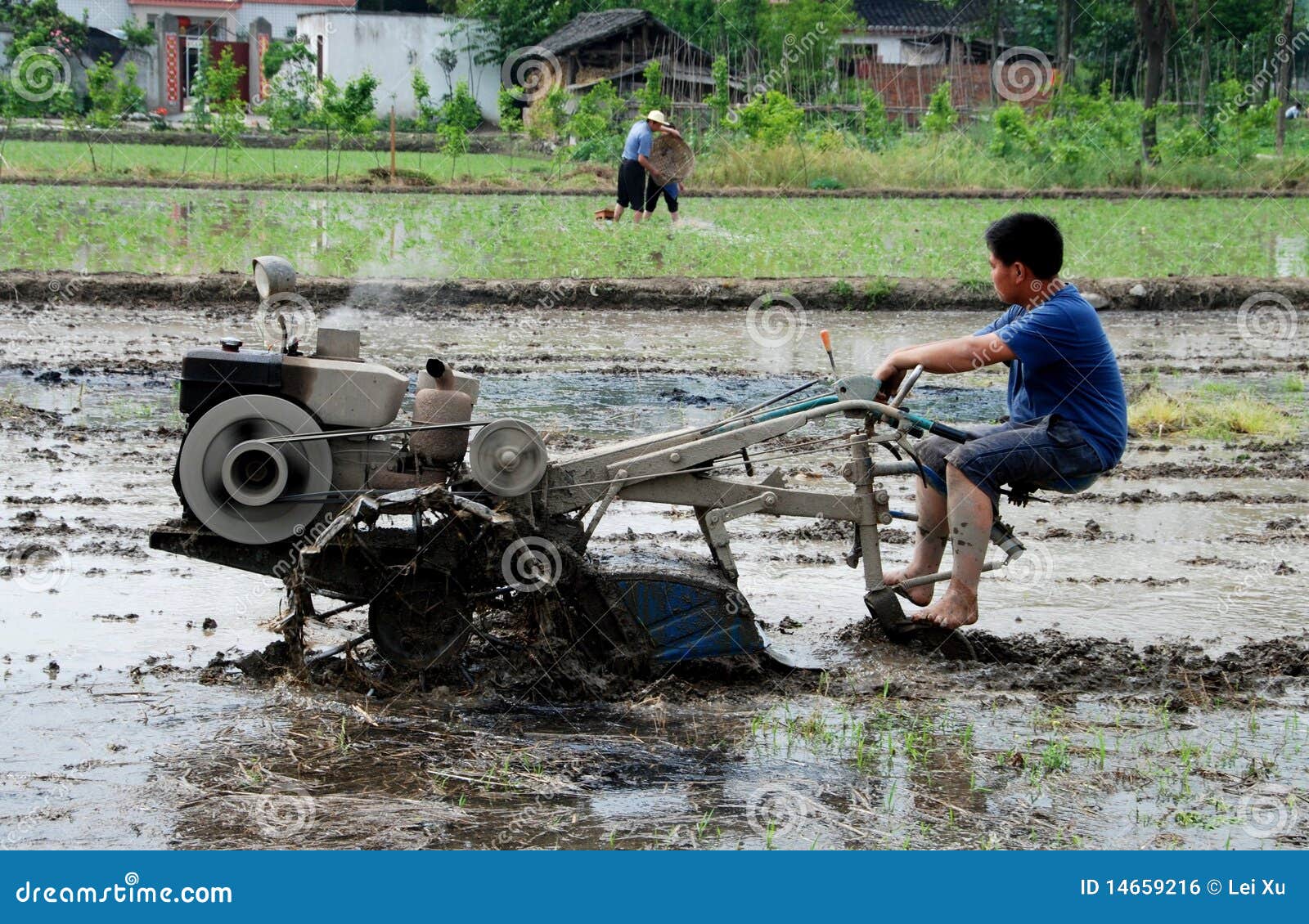 A Farmer Plowing And Harrowing The Rice Paddy Fields At Yuanyang Rice ...